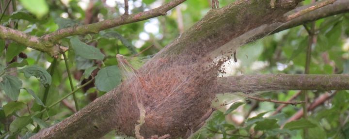 Nature Today | Risico op overlast eikenprocessierups hoog deze vakantieperiode