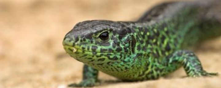 Nature Today | Verspreidingsonderzoek reptielen en amfibieën