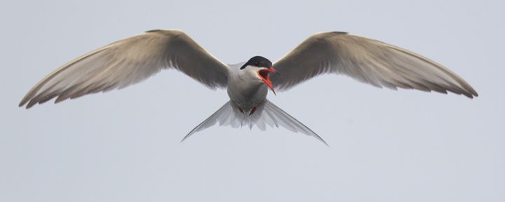 Nature Today | Broedende sterns en plevieren aantrekken én behouden