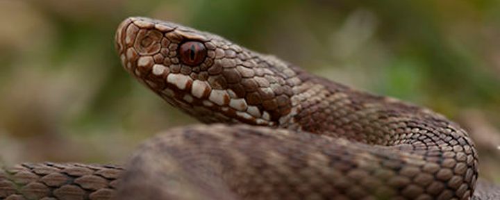 Nature Today | Adders seen throughout the year in National Park in the ...