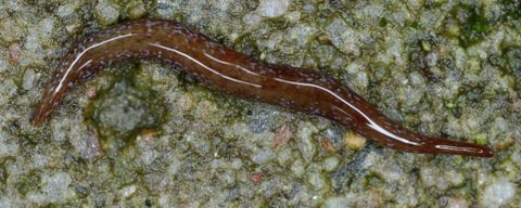 Nature Today | Van hamerhoofd tot Obama: nieuwe sleutels voor op naam ...