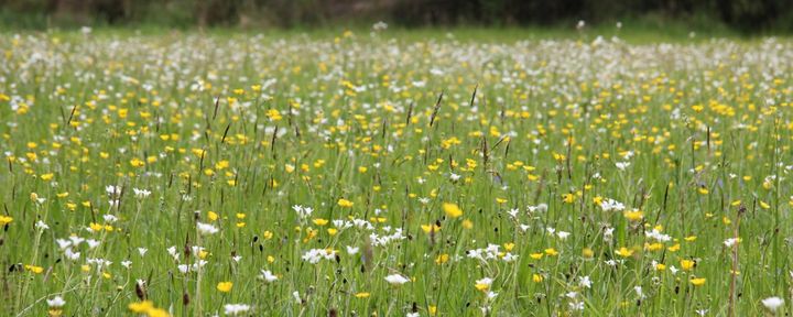 Nature Today | Beekdallandschap De Gooren wordt in ere hersteld