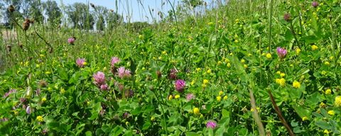 Nature Today | Nomineer de BovensteBeste Bermbeheerder 2022