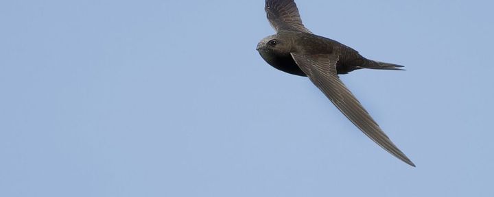 Nature Today | Gierzwaluwen in radardata: een verrassende ontdekking