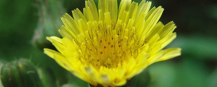 Nature Today | Stoepplantje van de week: gewone melkdistel