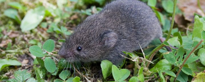 Nature Today | Ondergrondse woelmuizen in braakbalonderzoek