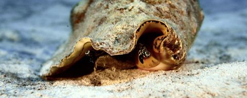 Nature Today | Karkó-onderzoek toont veelbelovende resultaten