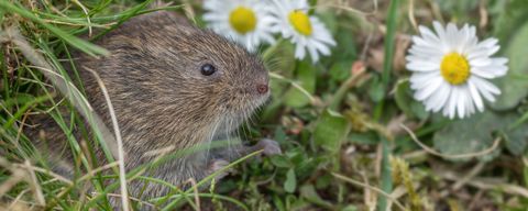 Nature Today | Uitgelicht: de aardmuis