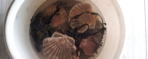 Nature Today | Zomaar massaal Jacobsschelpen zoeken in Zeeland: smullen!