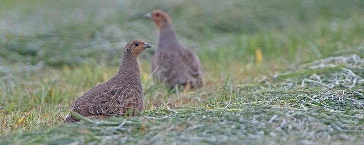 Nature Today | Zes jaar beschermingswerk voor de patrijs