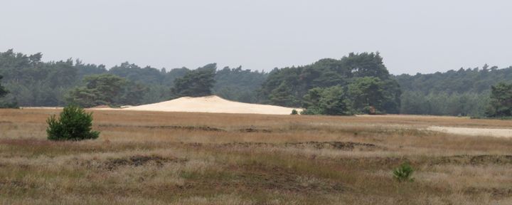 Nature Today | Behouden stuifzanden wordt steeds moeilijker door ...