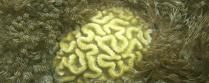 Nature Today | Protecting Caribbean reefs from invasive coral Unomia ...