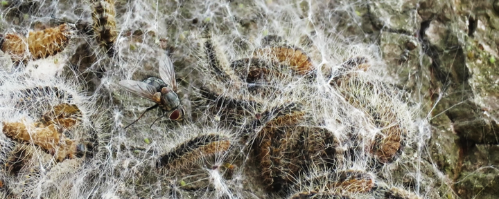 Nature Today | Natuurlijke bestrijding eikenprocessierups voor derde jaar succesvol in Westerveld
