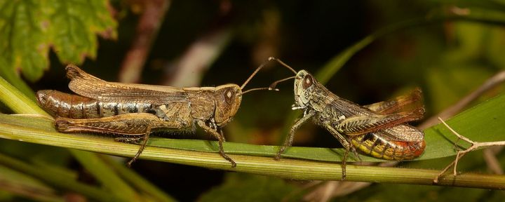 Nature Today | Grasshopper sounds now available for everyone on Xeno-canto