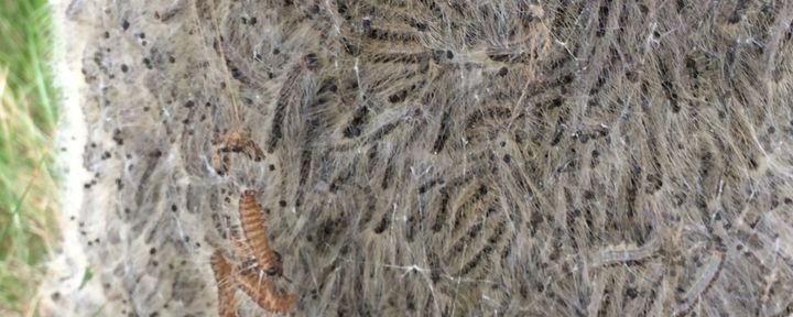 Nature Today | Overlast eikenprocessierups sterk toegenomen en leidt tot problemen