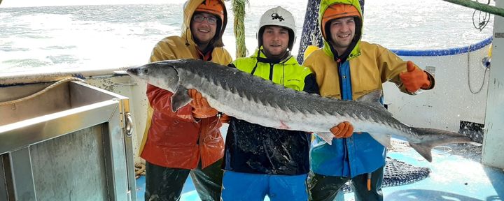 Nature Today | Vissers melden grote steur
