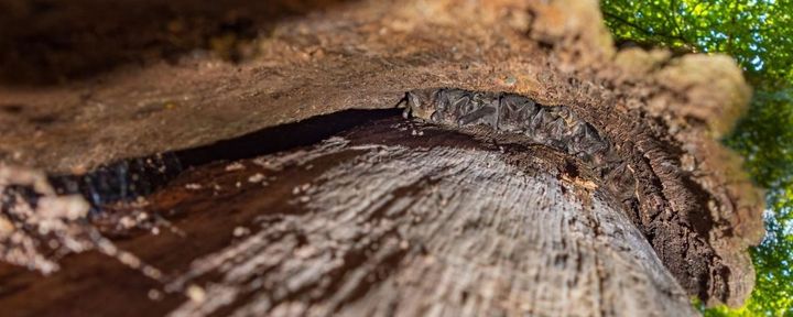 Nature Today | Terugblik op een unieke vondst: de eerste kraamkolonie ...