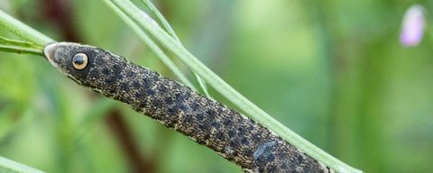 Nature Today | Rupsen zoeken van de zeldzame teunisbloempijlstaart