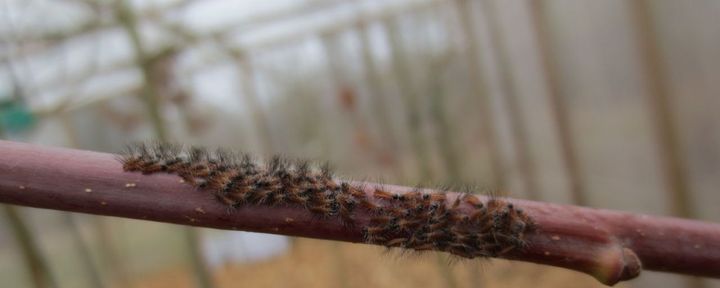 Nature Today | Eikenprocessierups zorgt pas vanaf 7 juni voor overlast