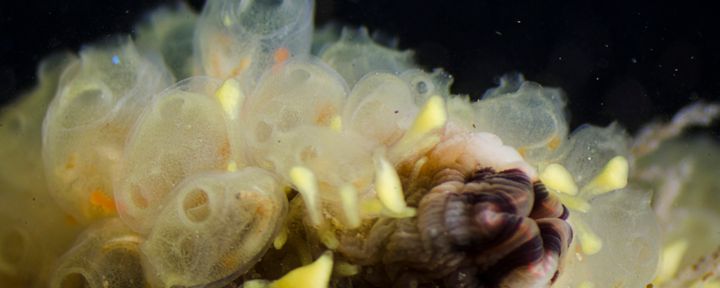 Nature Today | Gaat Perophora japonica de Oosterschelde koloniseren?