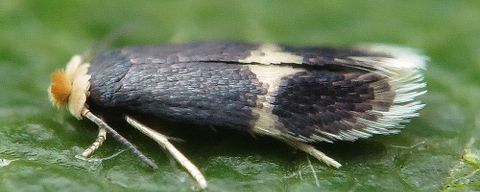 Nature Today | The quick rise of the leafmining moth Stigmella ...