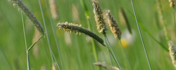 Nature Today | Graspollen is weer in de lucht, bekijk de meerdaagse ...