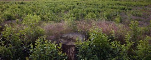 Nature Today | Bospest blijkt zegen voor inheems insectenleven