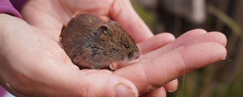 Nature Today | Woelmuizen op Tiengemeten