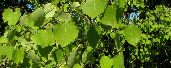 Nature Today | Boomsoorten met rijk strooisel helpen ook verzuurde Veluwse bossen