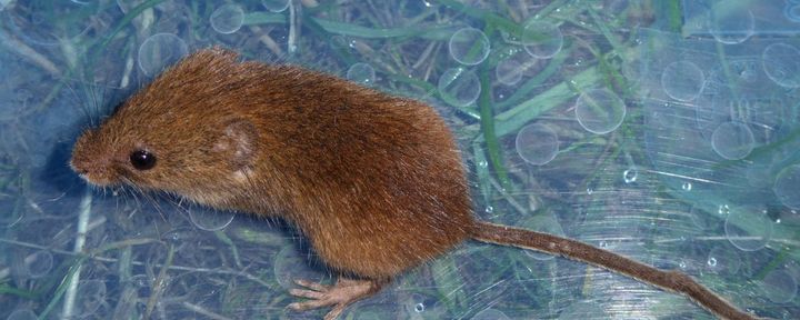 Nature Today | Dwergmuis in huis
