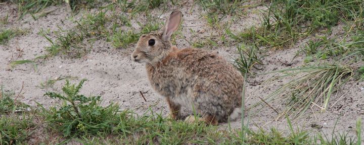 Nature Today | Duinkonijnen verhuisd van Maasvlakte naar Vlieland