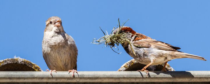 Nature Today | Insecten noodzakelijk voor huismus in de broedtijd