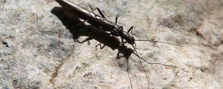 Nature Today | Naaldsteenvliegen kloppen aan de deur