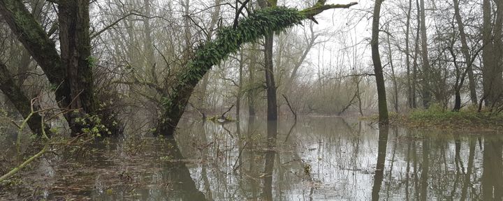 Nature Today | Kansen voor nieuw ooibos in Nederland