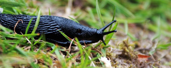 Nature Today | Bodemdieren essentieel voor vogels