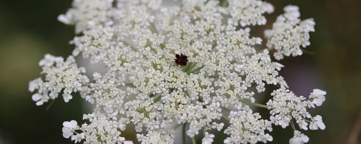 Nature Today | Inheemse planten: wilde peen