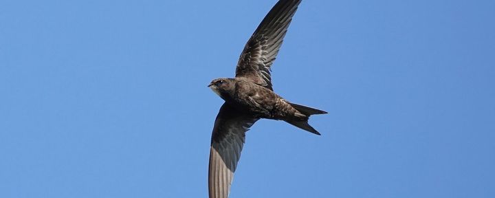 Nature Today | Gierzwaluwen steeds vroeger gesignaleerd – live te ...