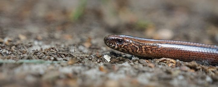 Nature Today | Onderzoek: hier leeft de hazelworm