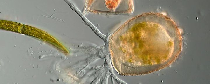 Nature Today | Protists: hidden majority in the soil