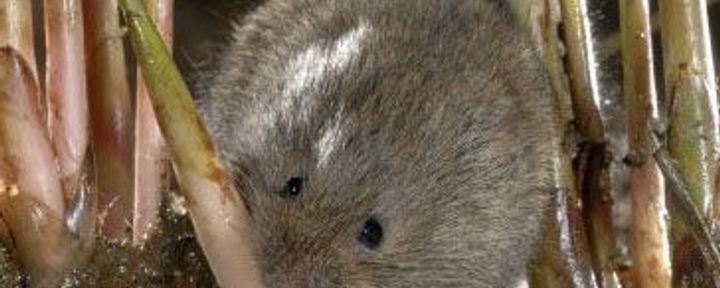 Nature Today | Noordse woelmuizen zijn graag brak