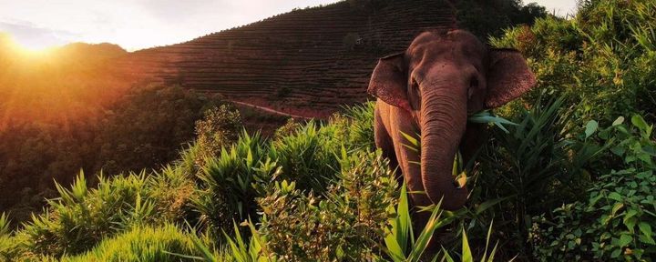 Nature Today | Wilde olifanten in Zuidoost-Azië en China hebben ...