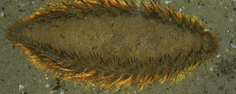 Nature Today | Natuurjournaal 25 juli 2025