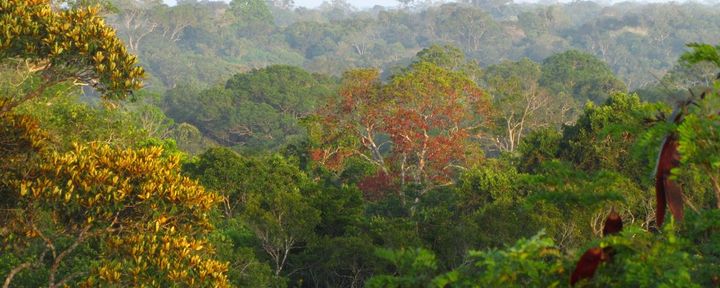 Nature Today | Heat and drought slow down tropical tree growth