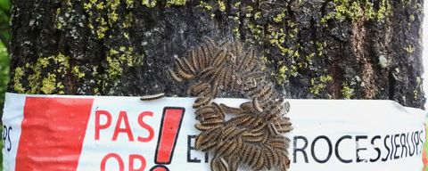 Nature Today | Kennisplatform Processierups start met Processierups.nu ...