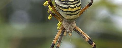 Nature Today | Tijgerspin ontdekt in het Elsburger Onland