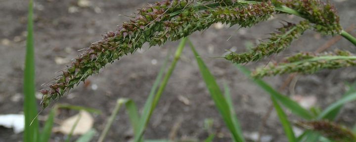 Nature Today | Natuur op de stoep: Europese hanenpoot
