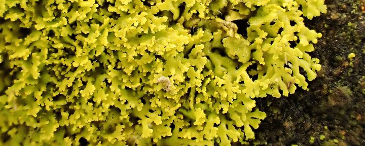 Nature Today | Urban lichens are getting thicker