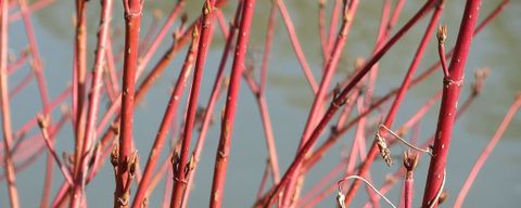 Nature Today | Natuurjournaal 29 december 2022