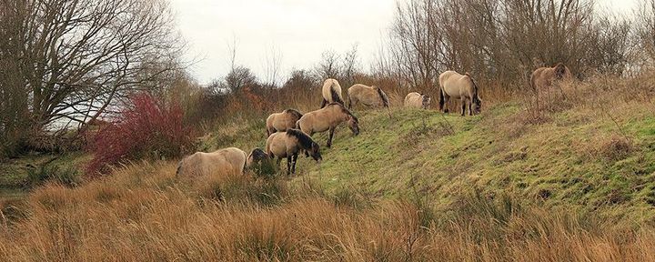 Nature Today | Milde winter zegt weinig voor grote grazers, lengte ...