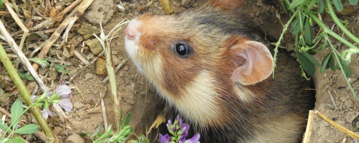 Nature Today | De korenwolf: icoon van een soortenrijk agrarisch landschap